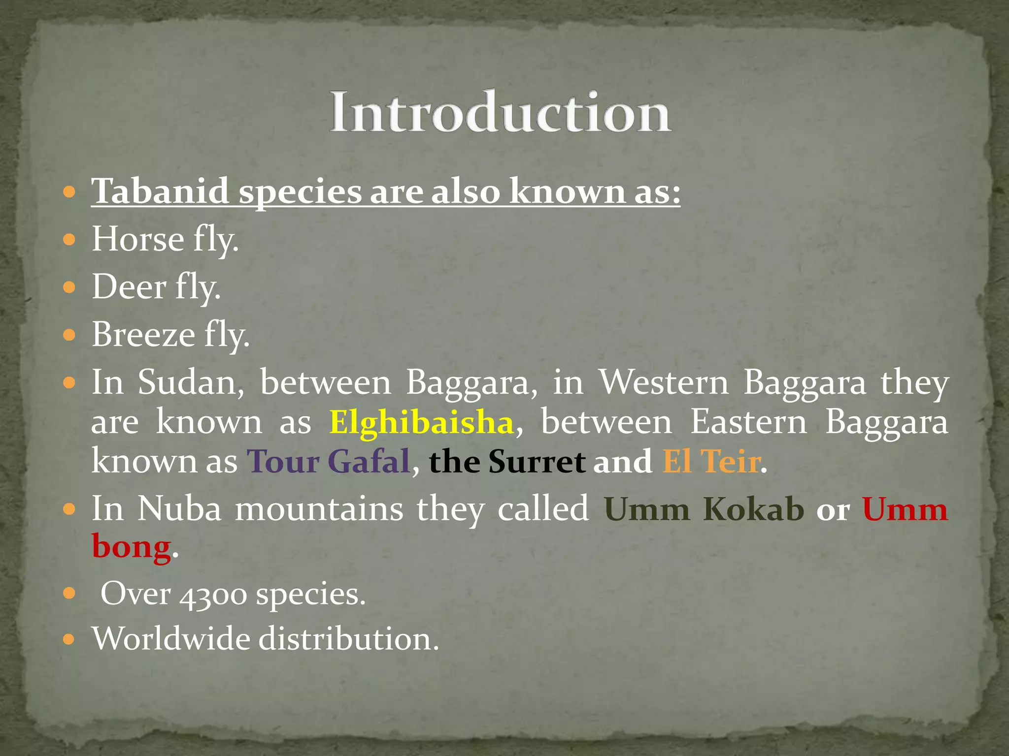 Tabanidae species - tabanus | PPTX