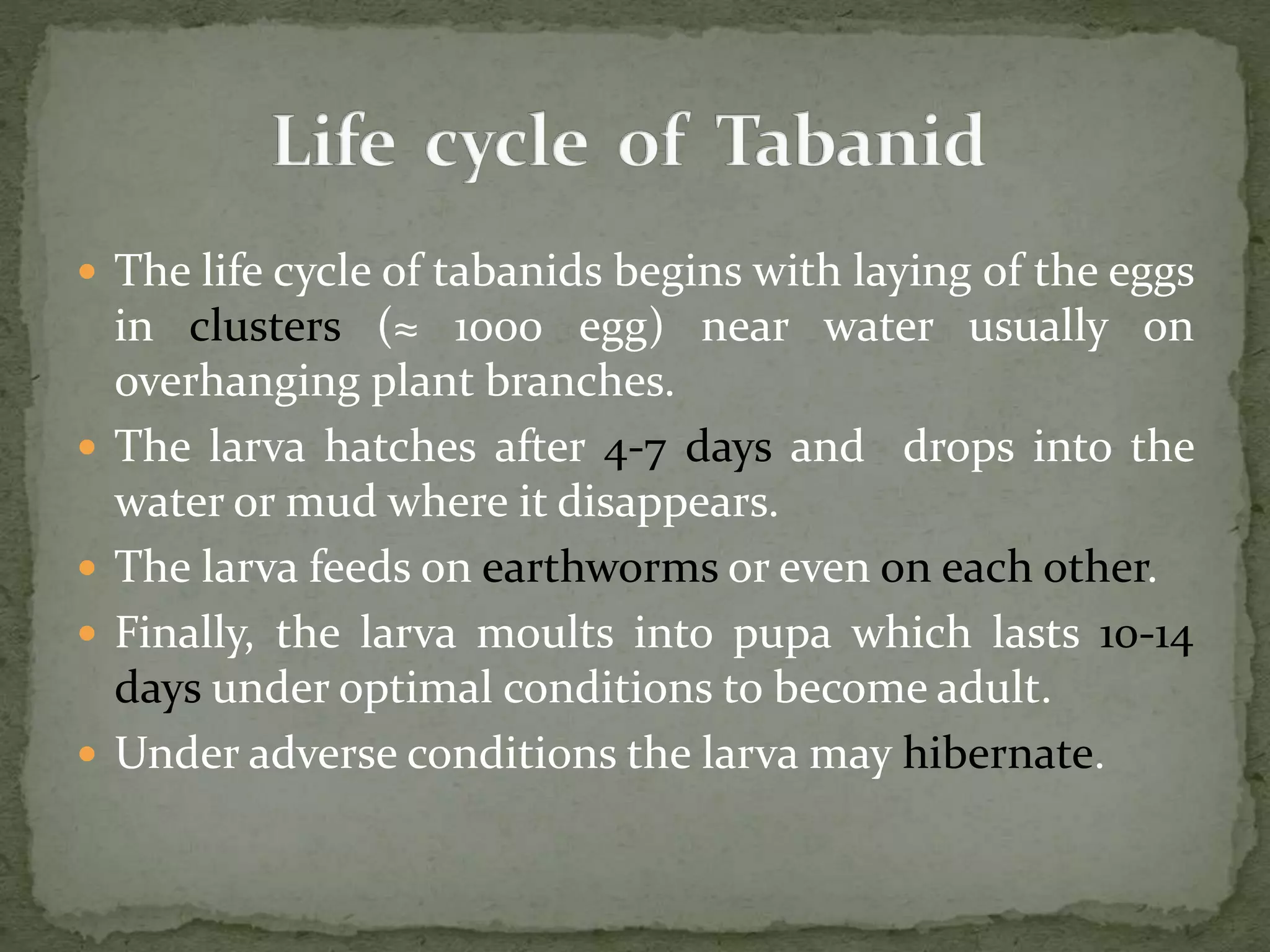 Tabanidae species - tabanus | PPTX