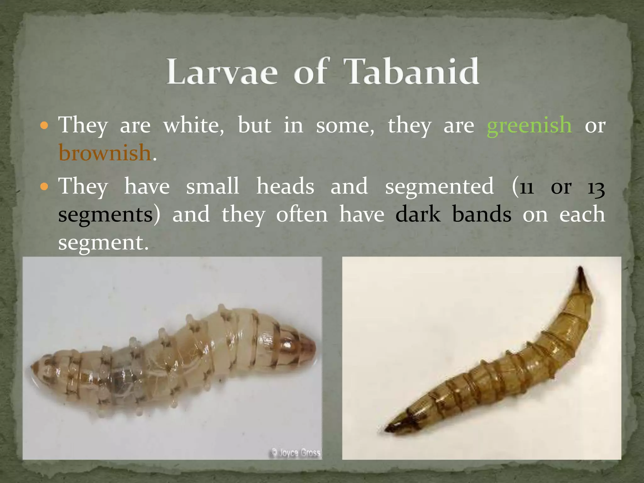 Tabanidae species - tabanus | PPTX