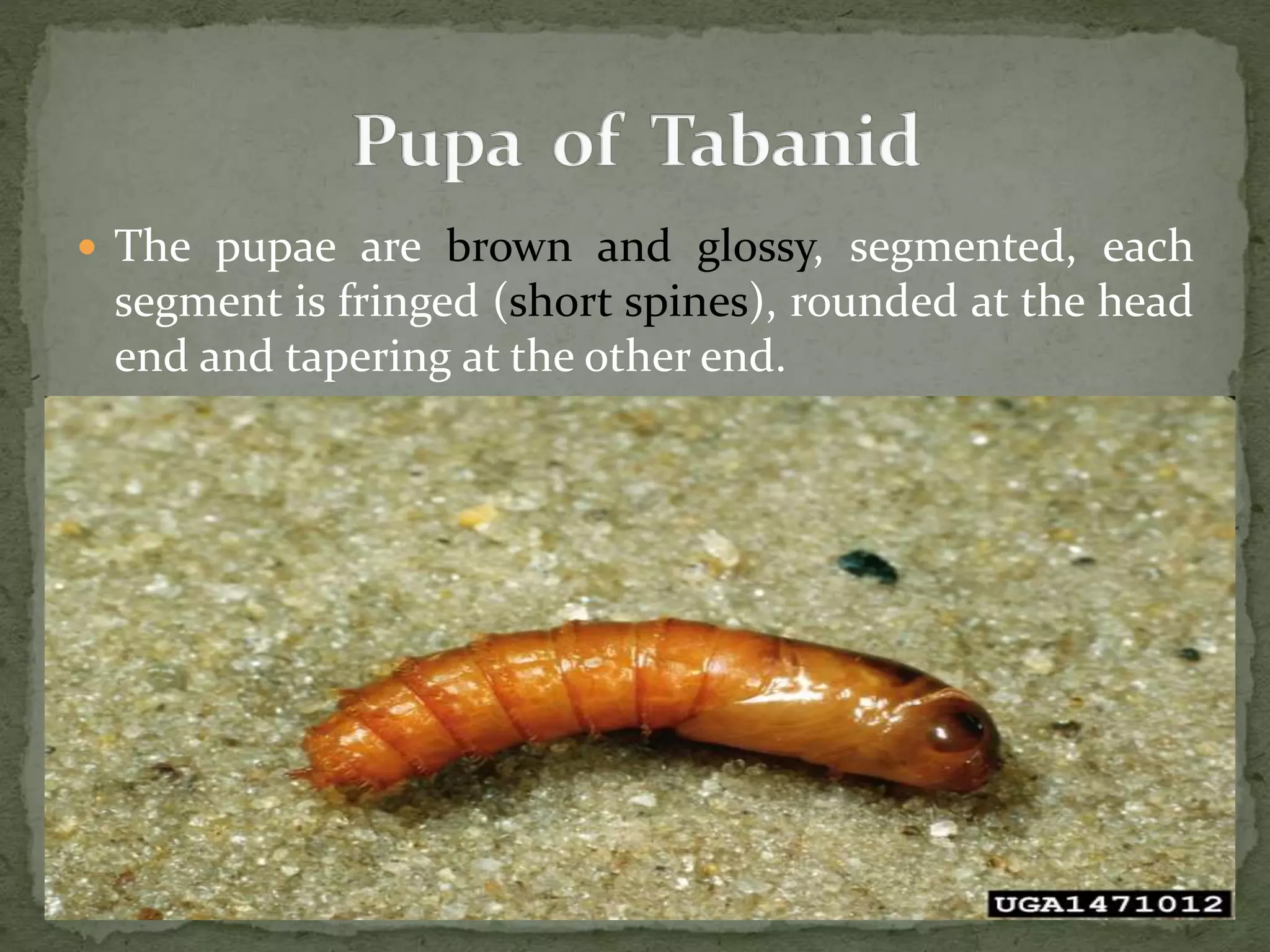 Tabanidae species - tabanus | PPTX