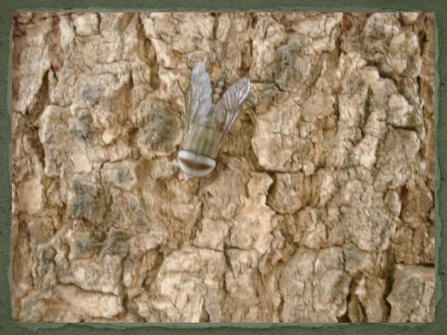 Tabanidae species - tabanus | PPTX