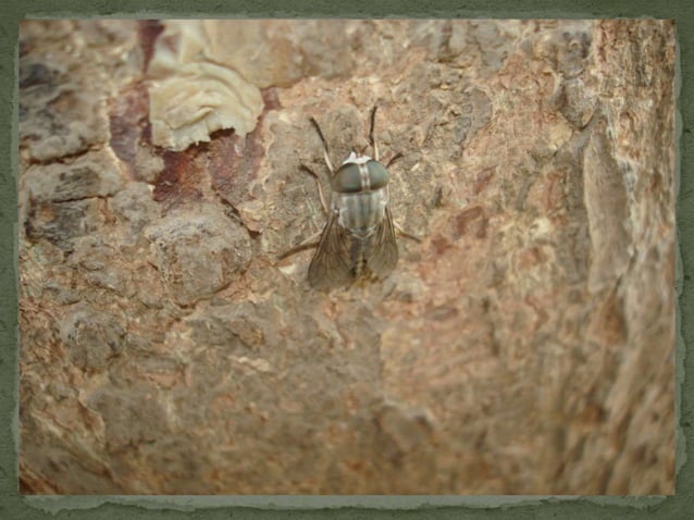 Tabanidae species - tabanus | PPTX