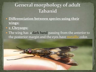 Tabanidae species - tabanus | PPTX