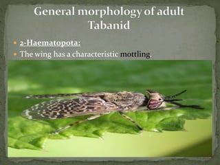 Tabanidae species - tabanus | PPTX