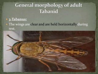 Tabanidae species - tabanus | PPTX