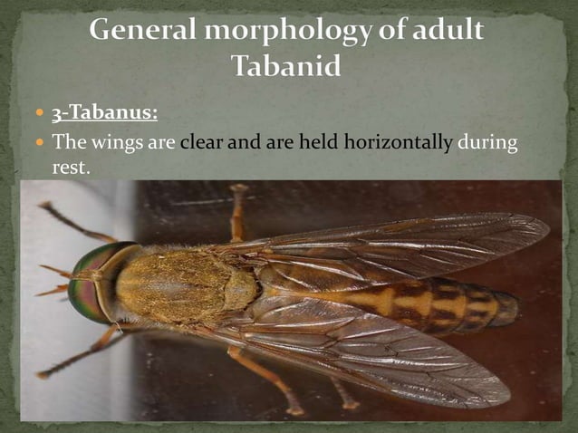 Tabanidae species - tabanus | PPTX