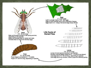 Tabanidae species - tabanus | PPTX
