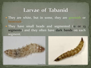 Tabanidae Larvae