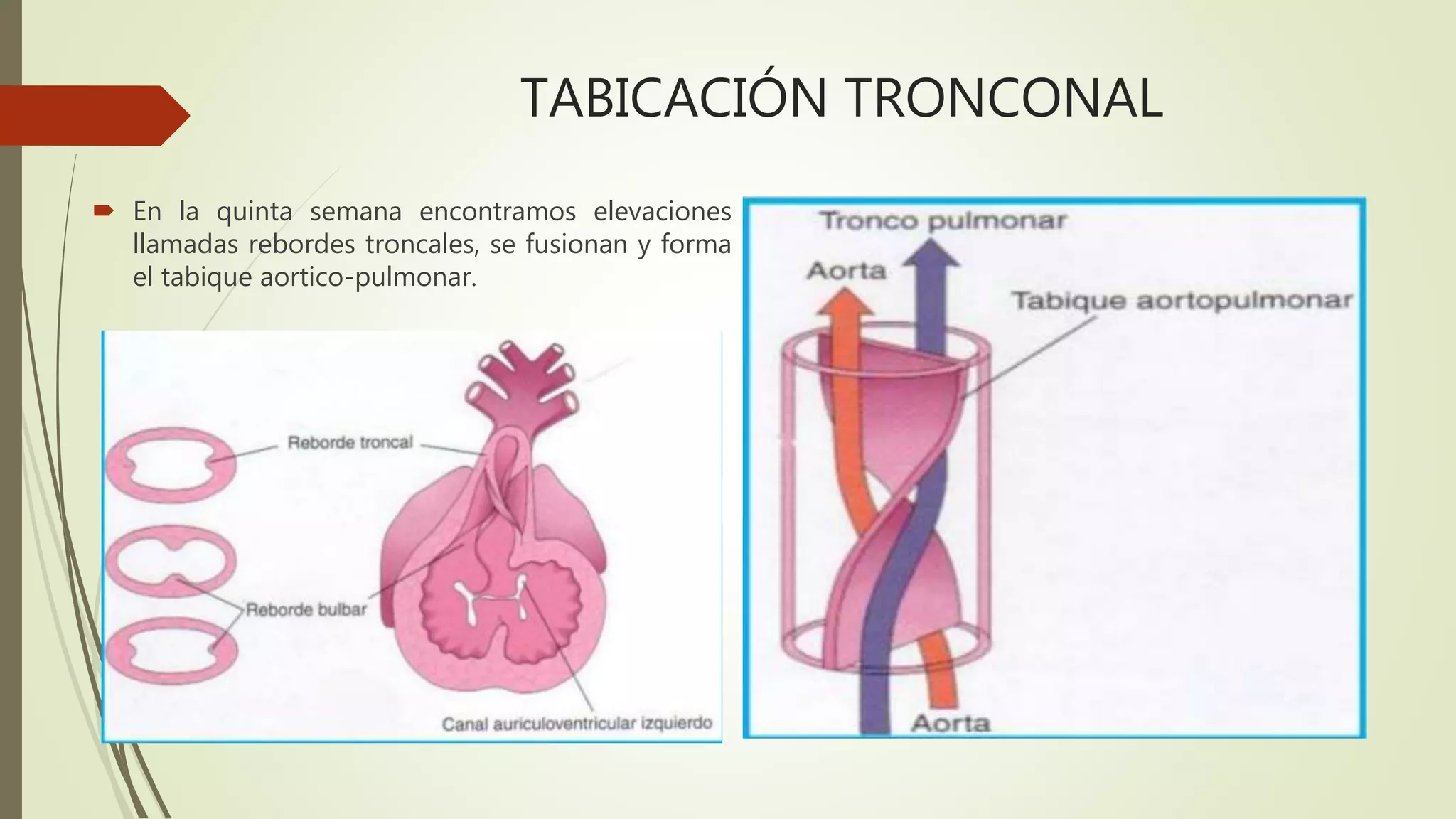 Tabique interatrial | PPTX