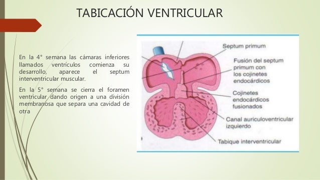 Tabique interatrial