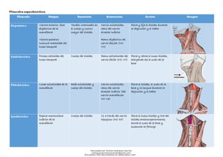 tabla-de-musculos-de-195999-downloadable-3983745.pdf