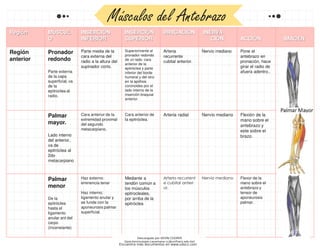 tabla-de-musculos-mi-152004-downloadable-8273053.pdf