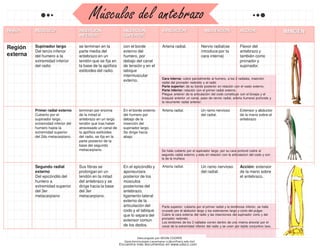 tabla-de-musculos-mi-152004-downloadable-8273053.pdf