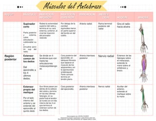 tabla-de-musculos-mi-152004-downloadable-8273053.pdf