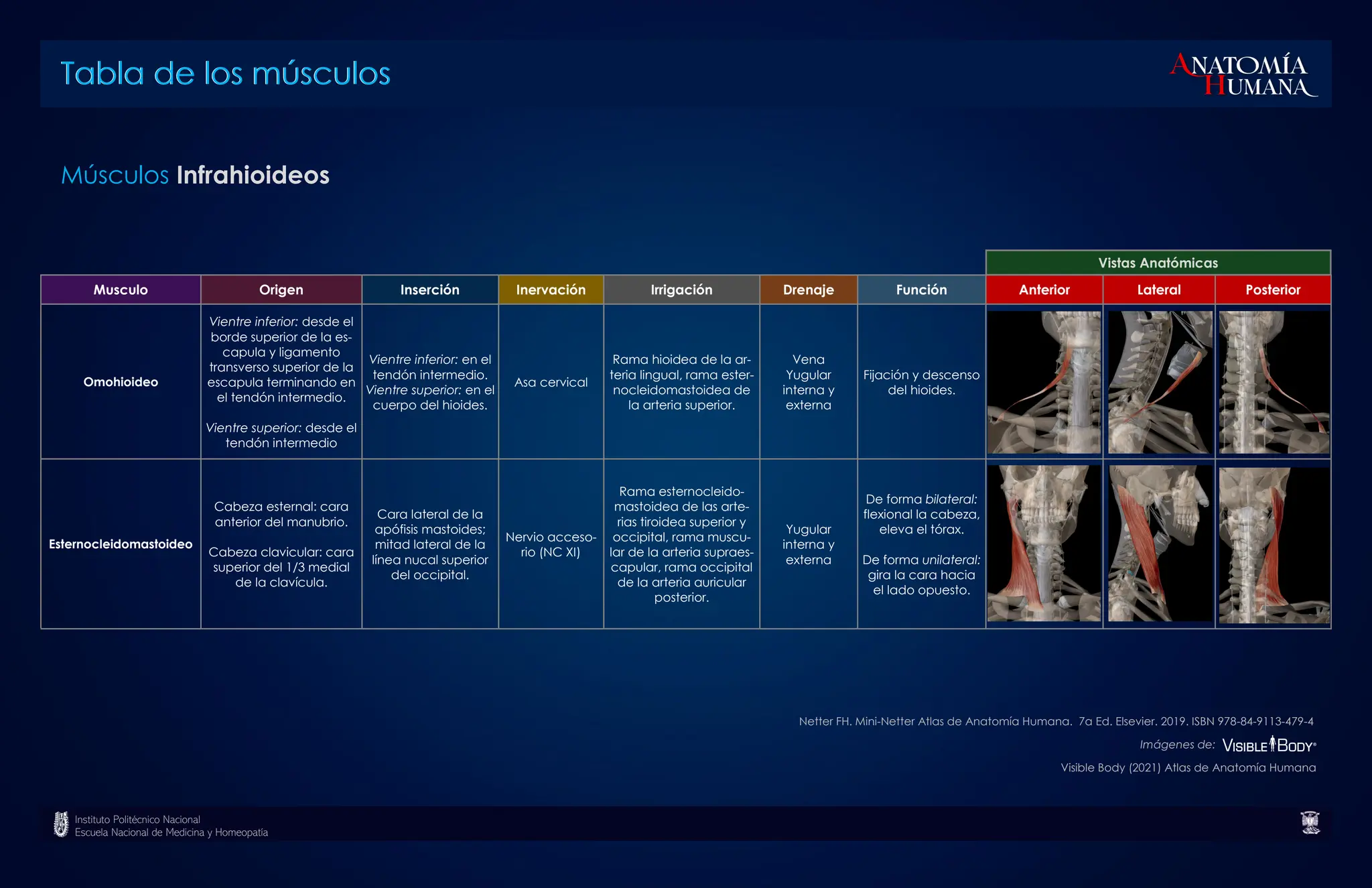 TABLA_DE_LOS_MUSCULOS_MIEMBRO_SUPERIOR.pdf