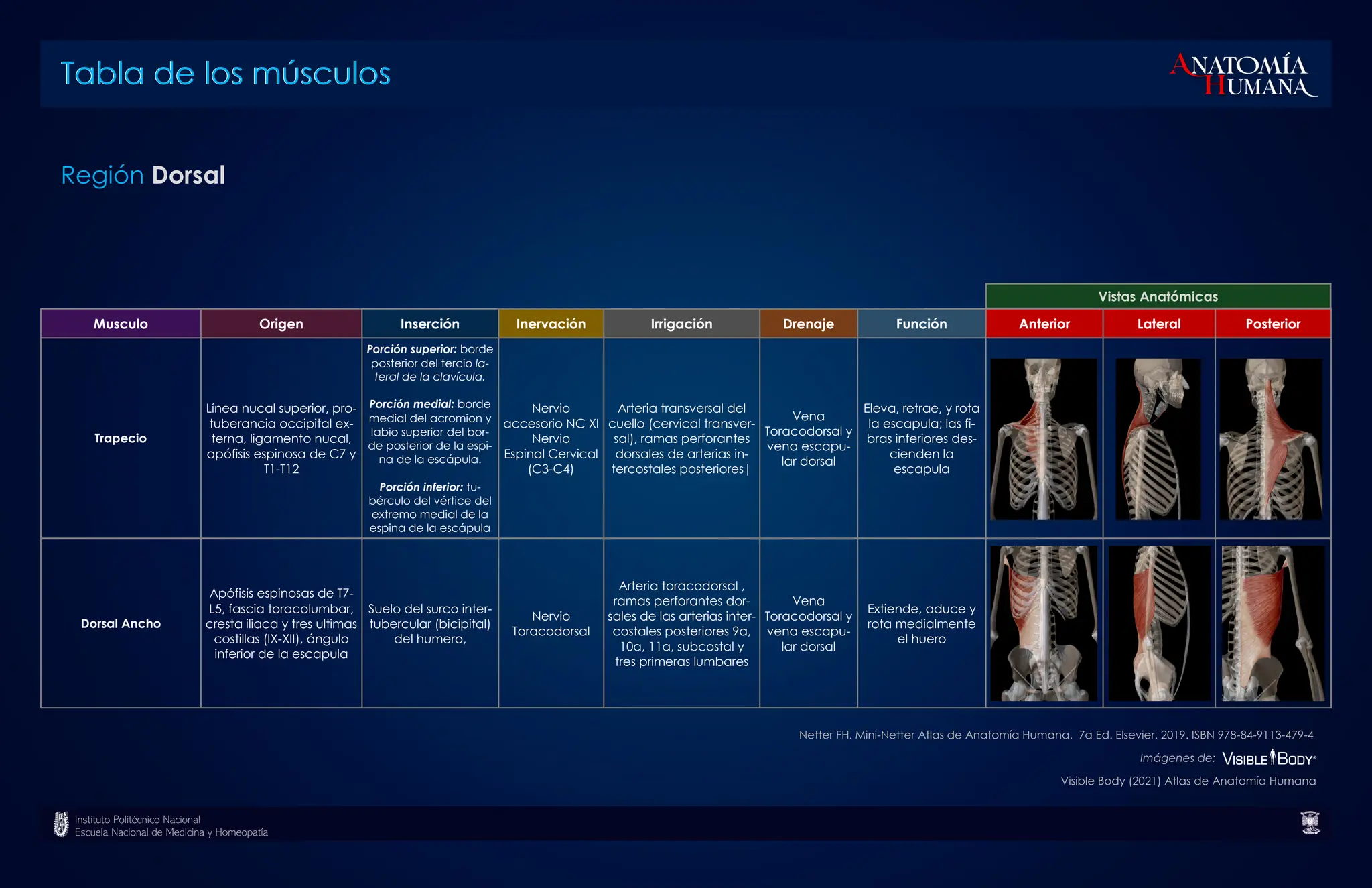 TABLA_DE_LOS_MUSCULOS_MIEMBRO_SUPERIOR.pdf