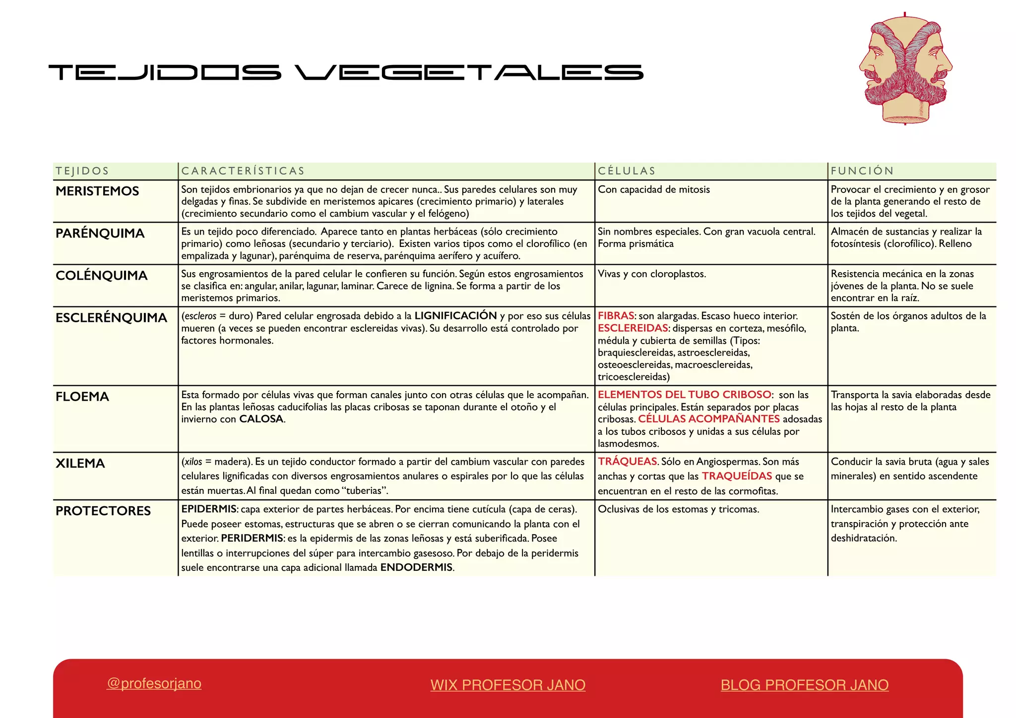 Tabla histología vegetal.pages | PDF