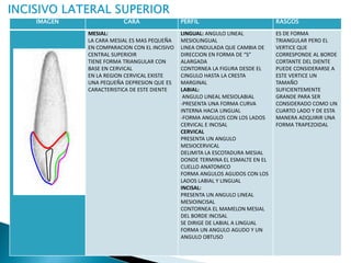 TABLAS_DE_ANATOMIA_DENTAL_2DA_DENTICION.pdf