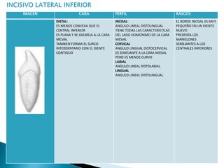 TABLAS_DE_ANATOMIA_DENTAL_2DA_DENTICION.pdf