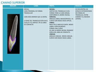 TABLAS_DE_ANATOMIA_DENTAL_2DA_DENTICION.pdf