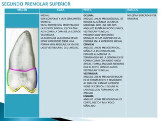 TABLAS_DE_ANATOMIA_DENTAL_2DA_DENTICION.pdf