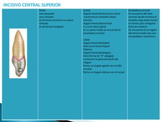 TABLAS_DE_ANATOMIA_DENTAL_2DA_DENTICION.pdf