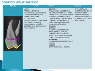 TABLAS_DE_ANATOMIA_DENTAL_2DA_DENTICION.pdf