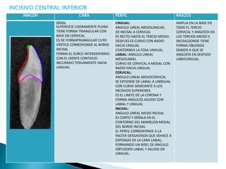 TABLAS_DE_ANATOMIA_DENTAL_2DA_DENTICION.pdf