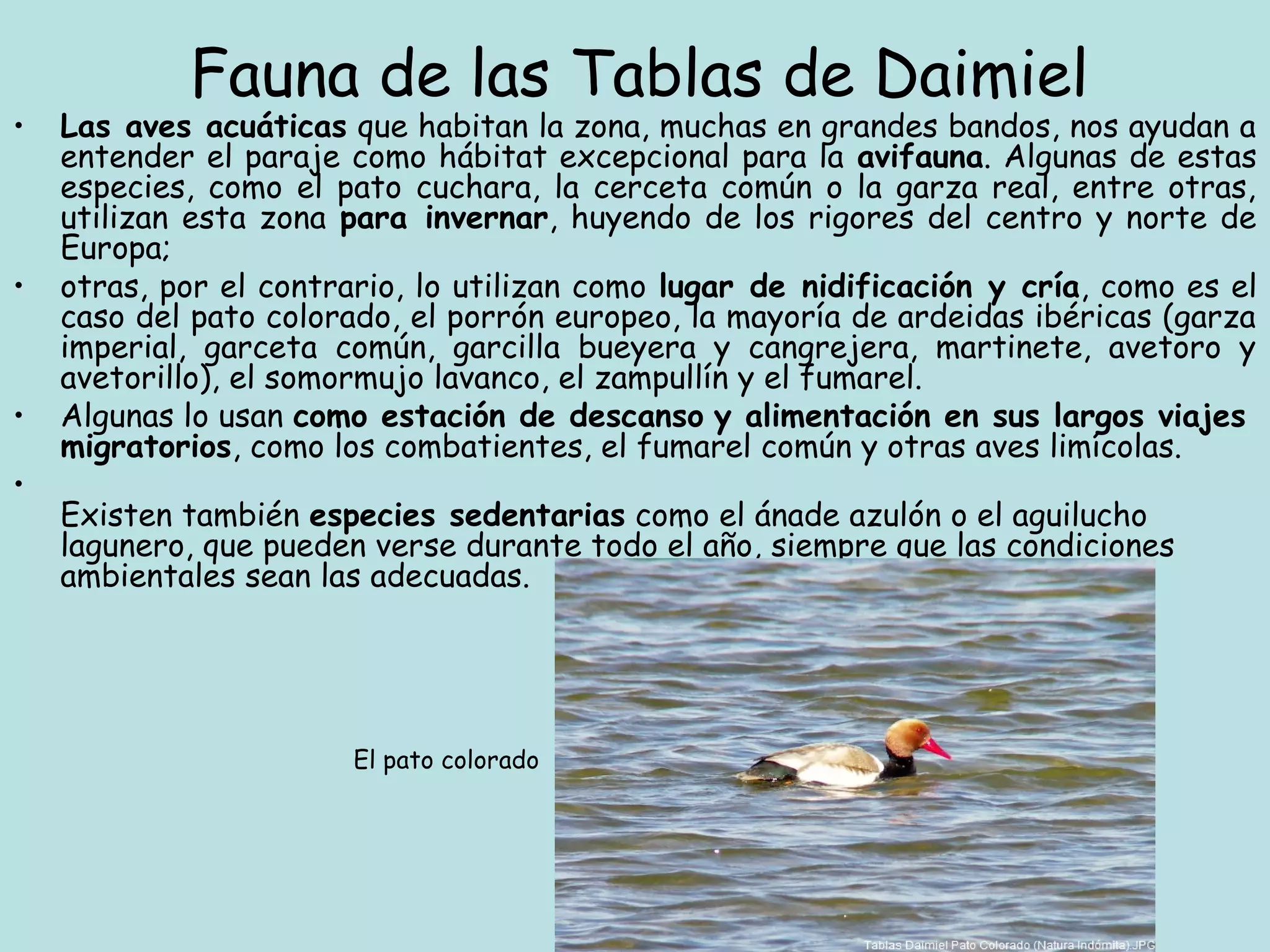 El Parque Nacional de las Tablas de Daimiel | PPT