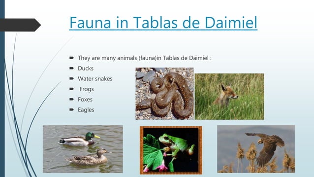 Tablas de daimiel | PPTX