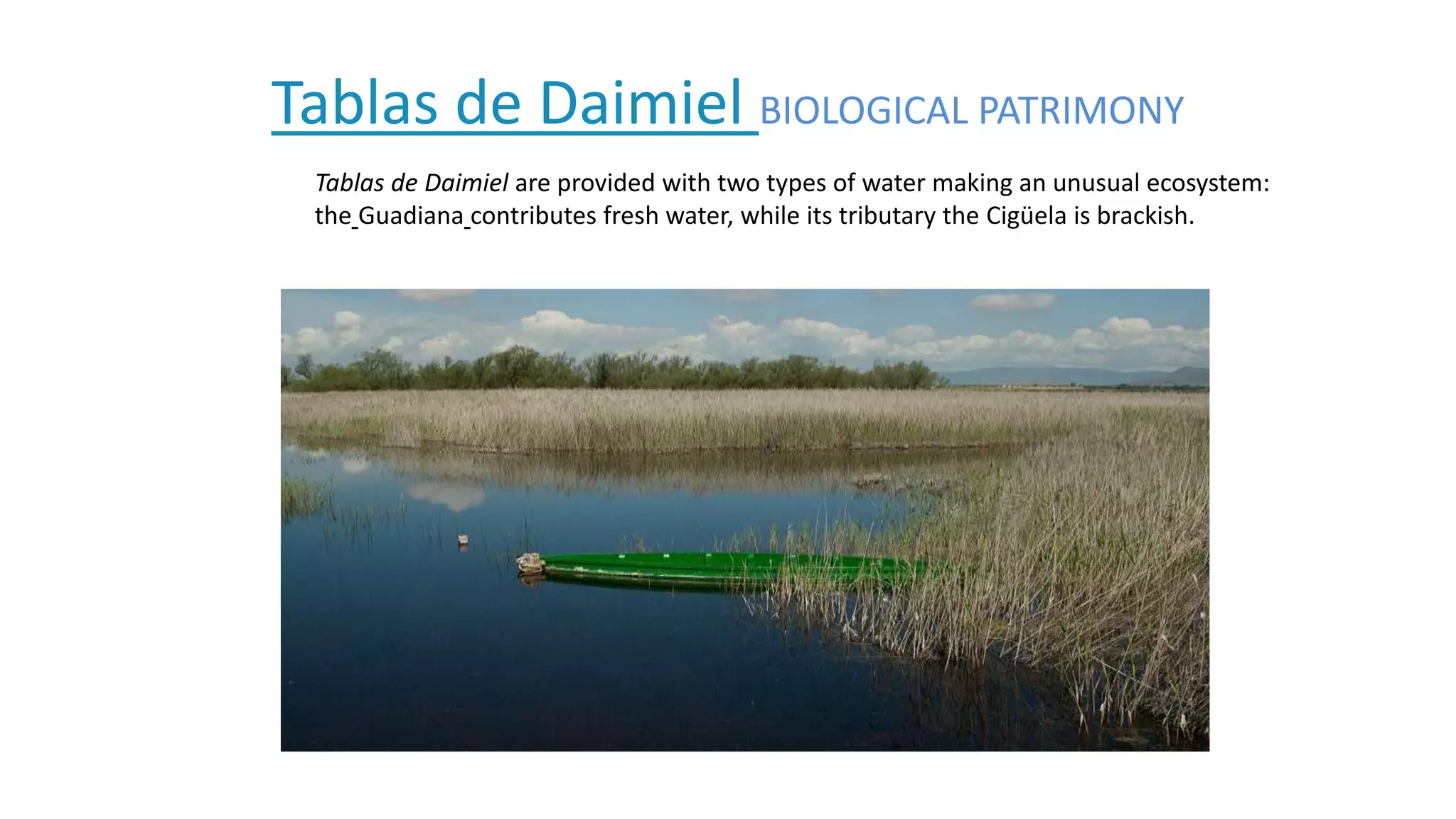 TABLAS DE DAIMIEL | PPT