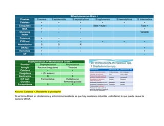 Tabla de Reacciones Bioquimicas de Staphylococcus | DOCX