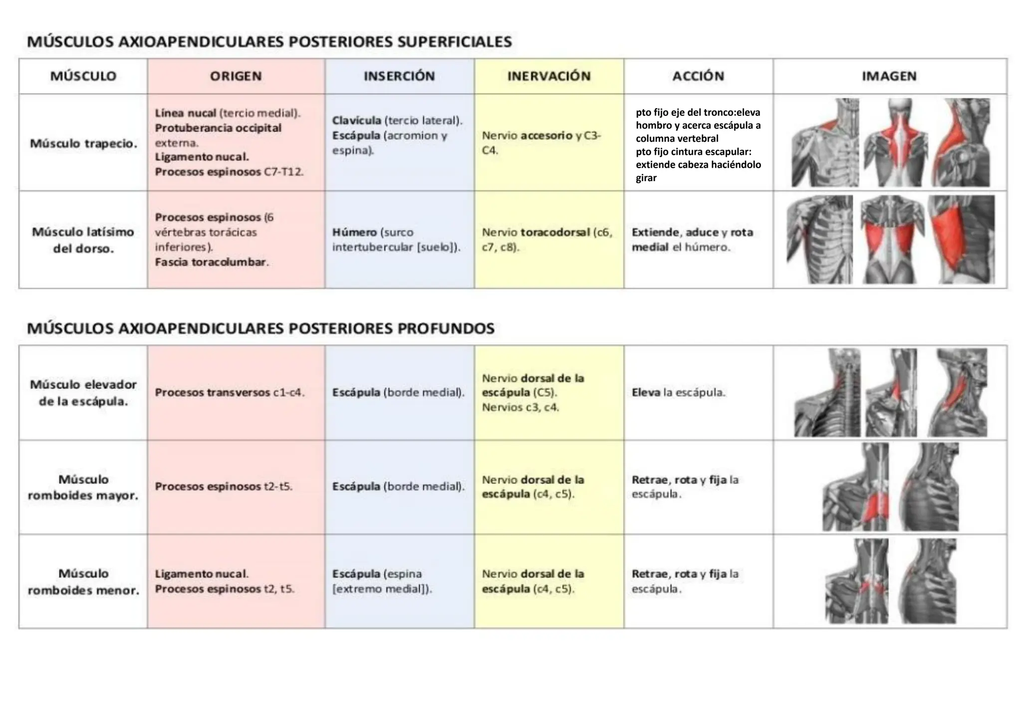 TABLAS MUSCULOS Y PLEXOS.pdf ANATOMÍA MEDICINA | PDF