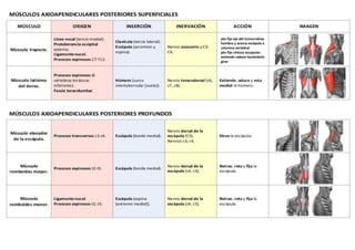 TABLAS MUSCULOS Y PLEXOS.pdf ANATOMÍA MEDICINA | PDF