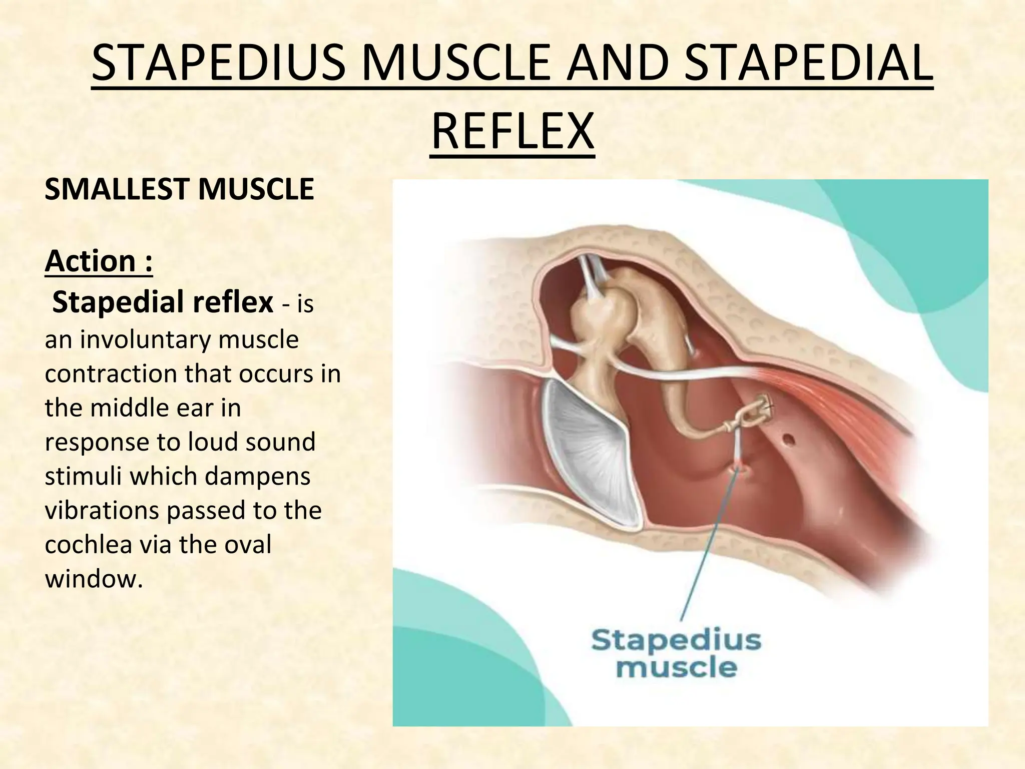 CLINICAL ASPECTS related to Ear anatomy.pptx