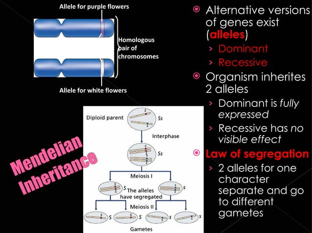 Taboo Rap Gen Lec | PPT