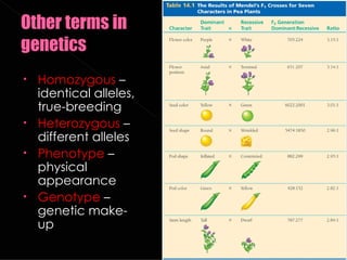 Taboo Rap Gen Lec | PPT | Flower Shopping | Shopping