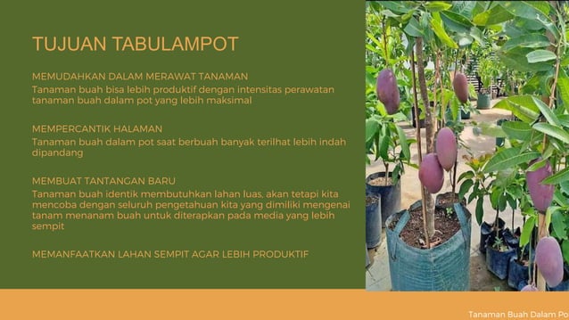 Tabulampot | PPTX