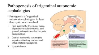TTrigeminal autonomic cephalgia - primary hedache | PPTX | Brain and ...