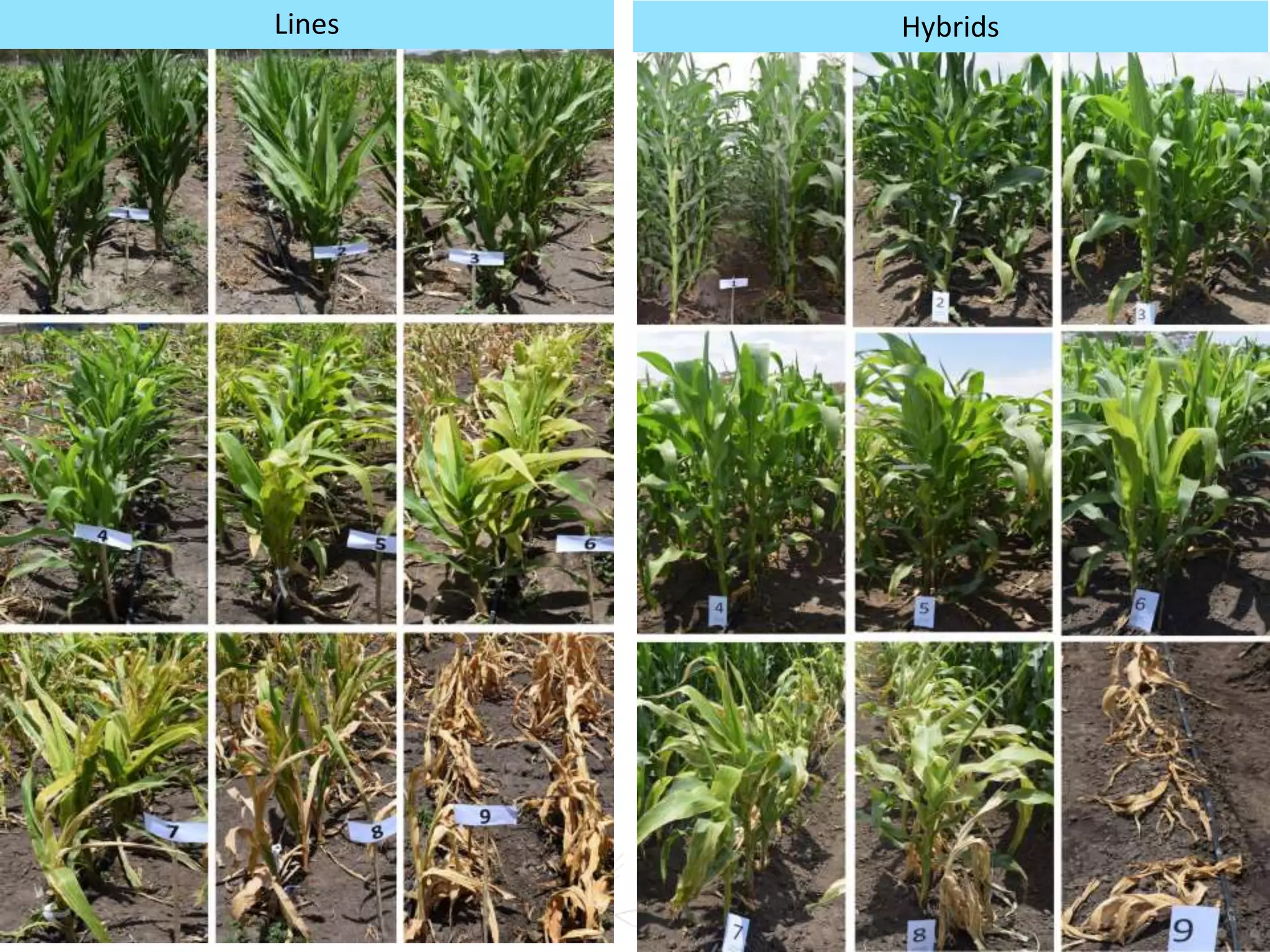 Tackling maize lethal necrosis (mln), a complex disease in eastern ...