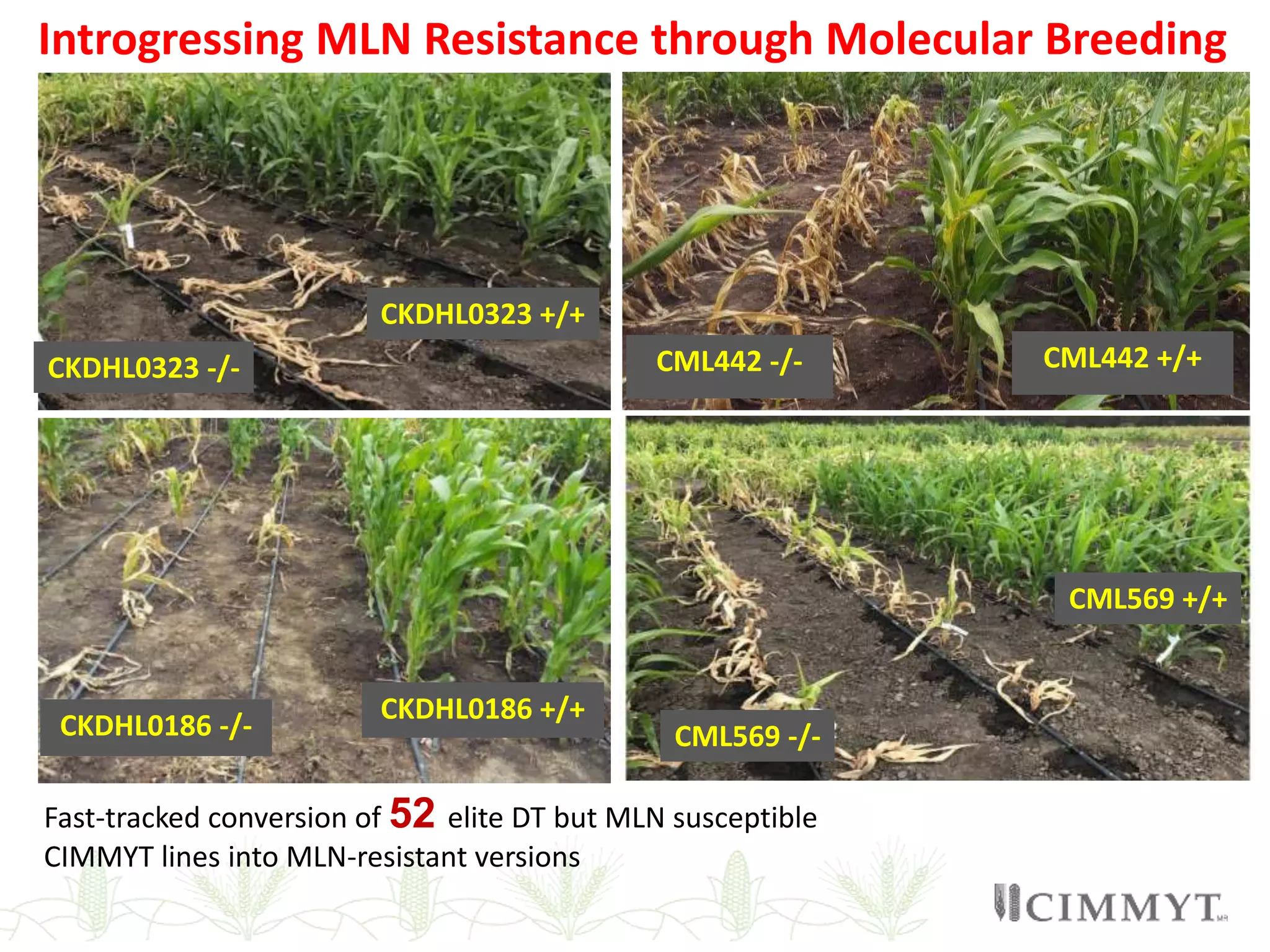 Tackling maize lethal necrosis (mln), a complex disease in eastern ...