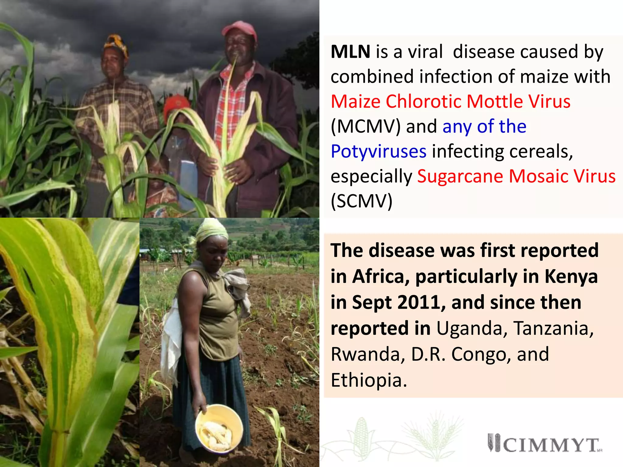 Tackling maize lethal necrosis (mln), a complex disease in eastern ...