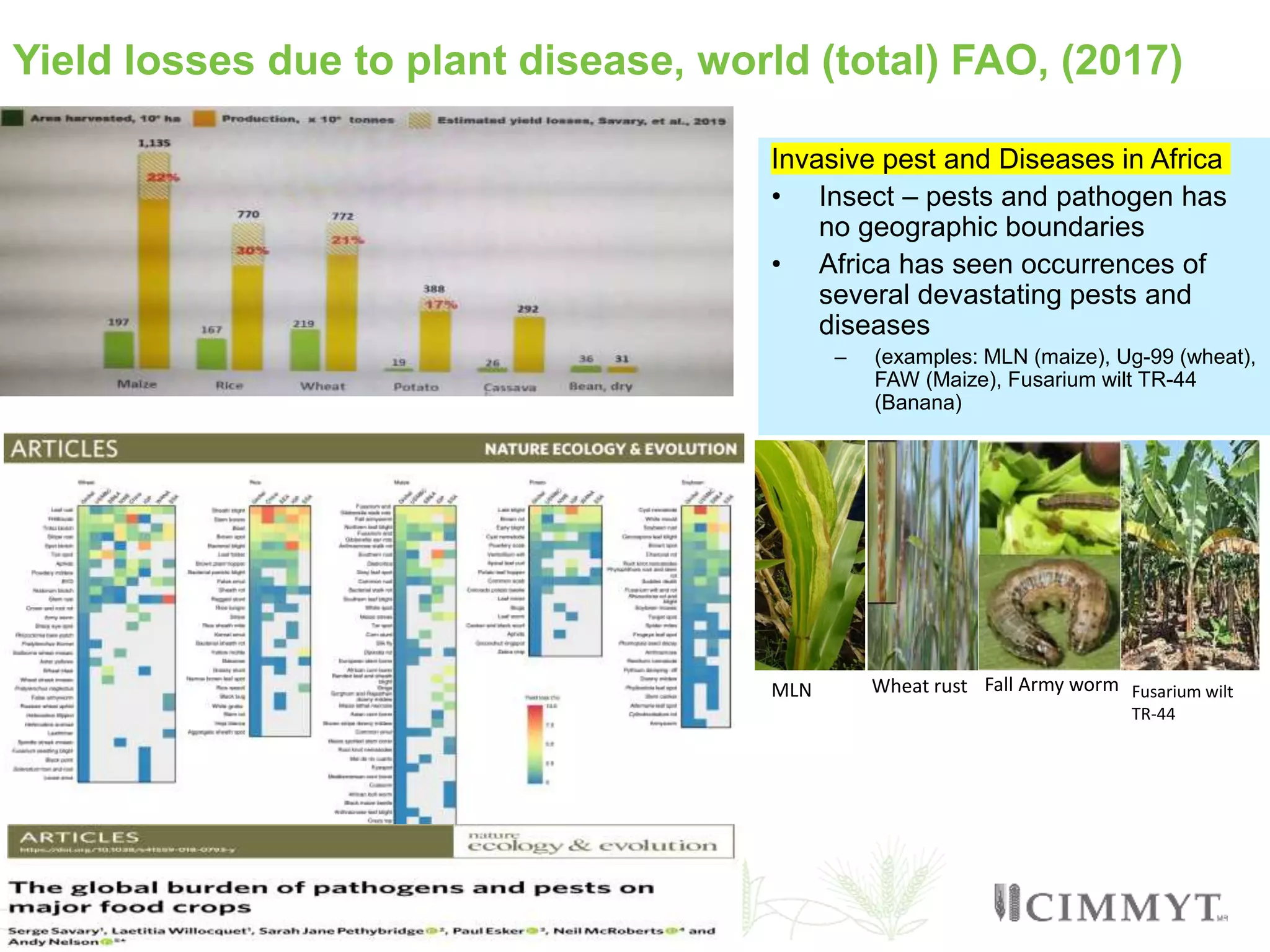Tackling maize lethal necrosis (mln), a complex disease in eastern ...