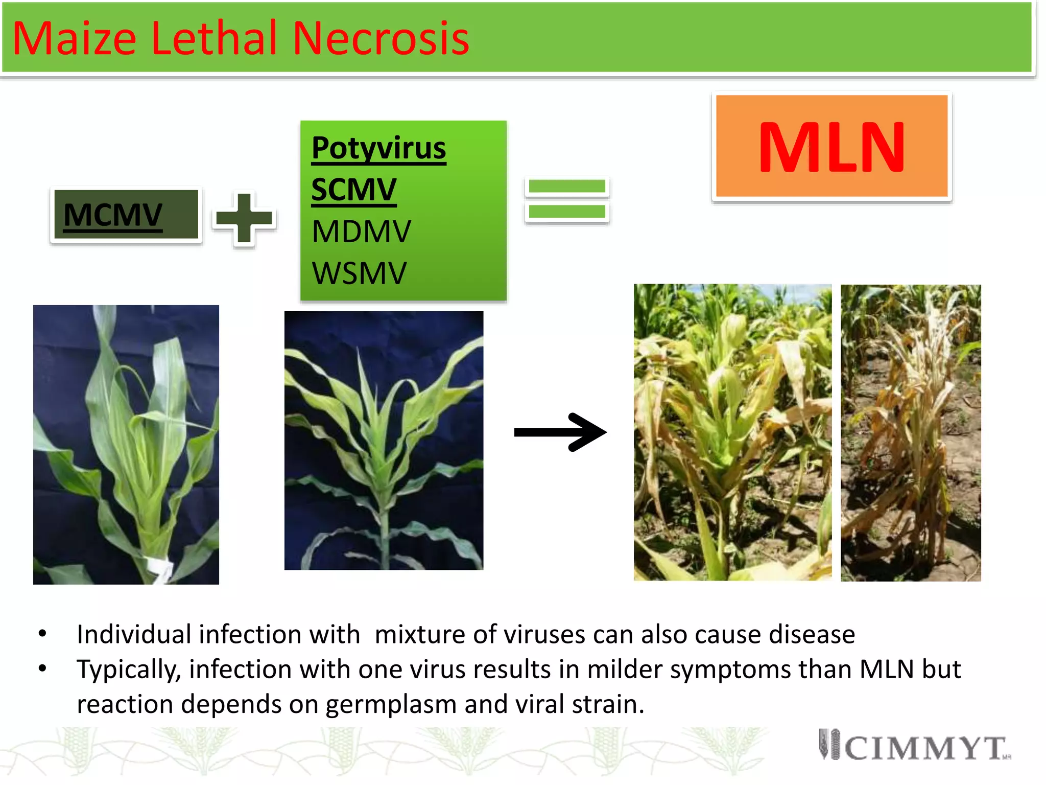 Tackling maize lethal necrosis (mln), a complex disease in eastern ...