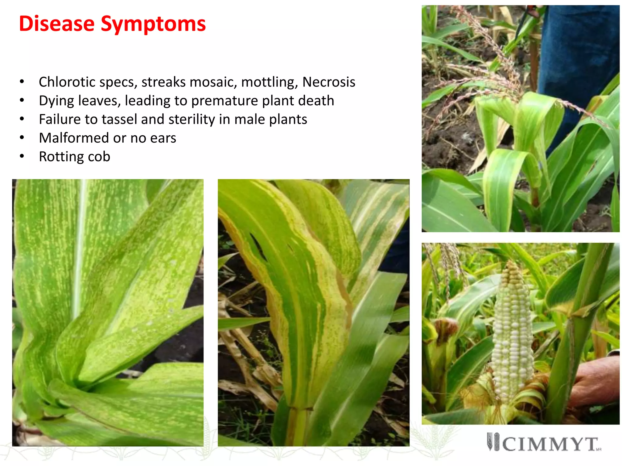 Tackling maize lethal necrosis (mln), a complex disease in eastern ...