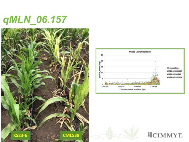 Tackling maize lethal necrosis (mln), a complex disease in eastern ...