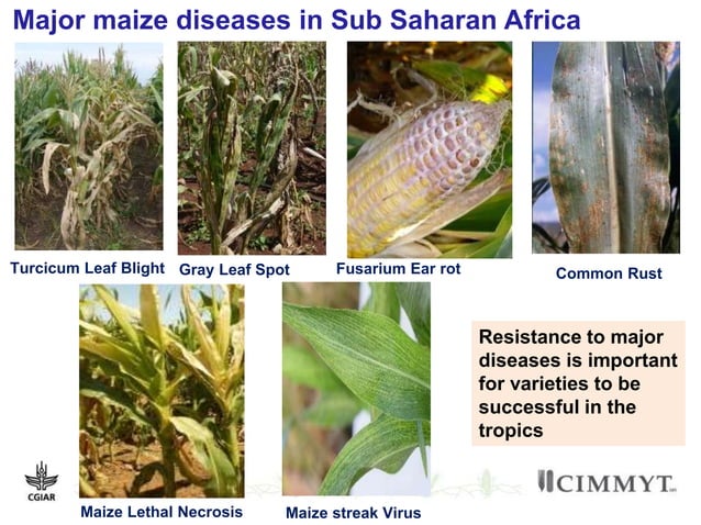 Tackling maize lethal necrosis (mln), a complex disease in eastern ...