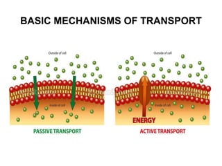 Transport across cell membrane basics.ppt