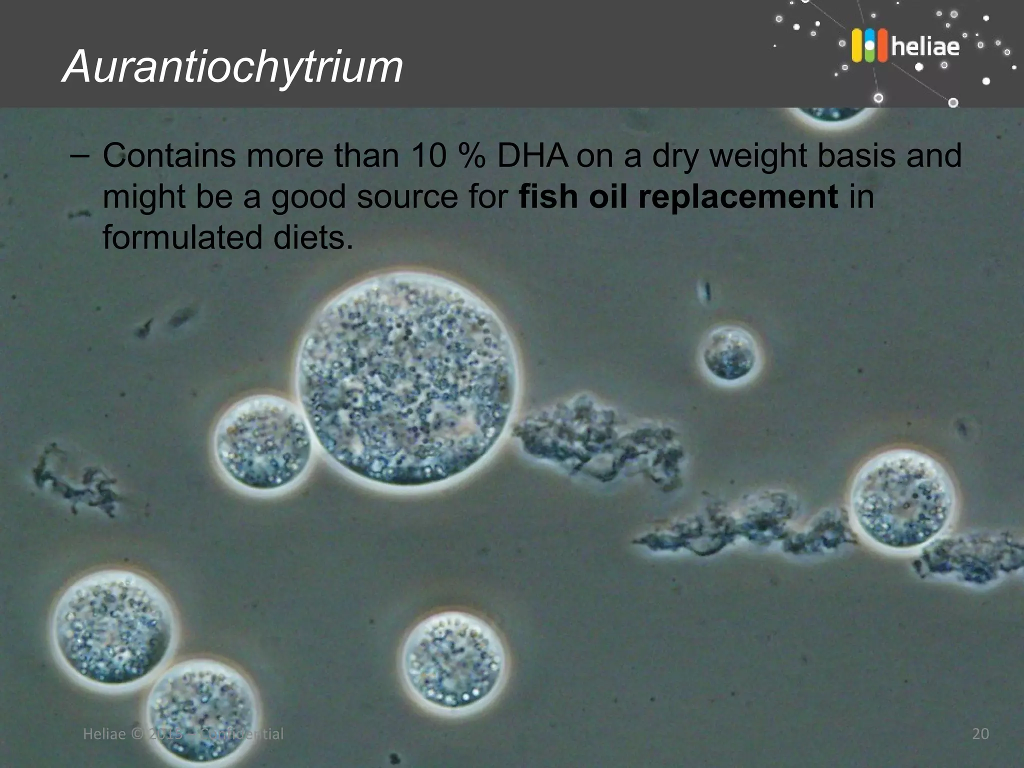 Fish for all: role of biotechnology in improving nutrition | PPT