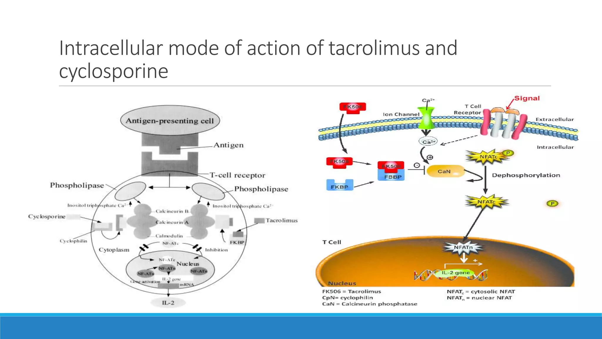 Tacrolimus | PPTX